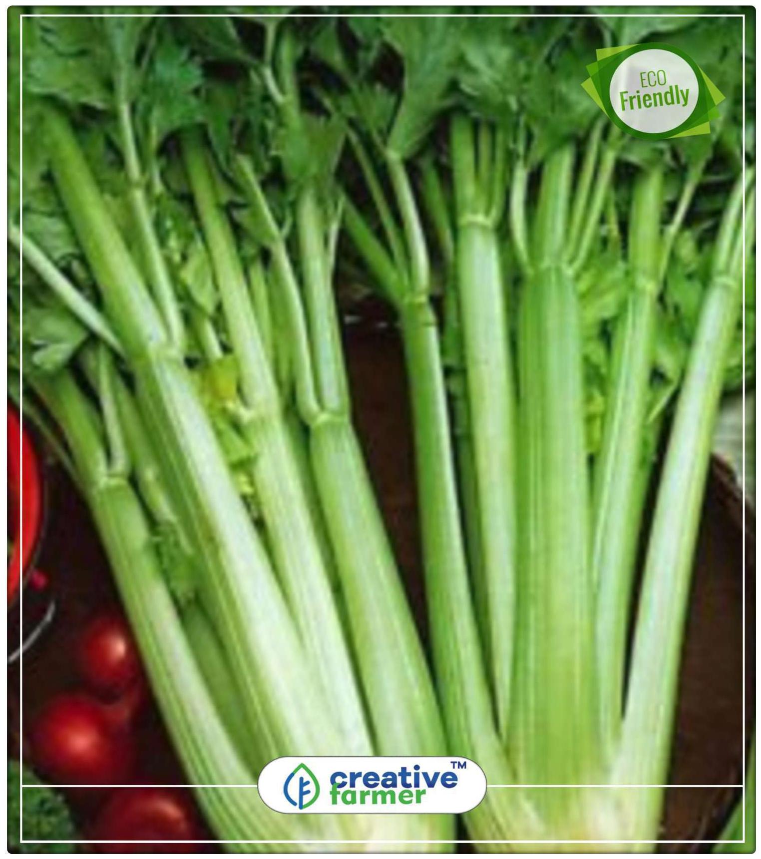 Buy Cutting Celery Seed - Leaf Celery Seeds - Bold Celery Flavor For ...